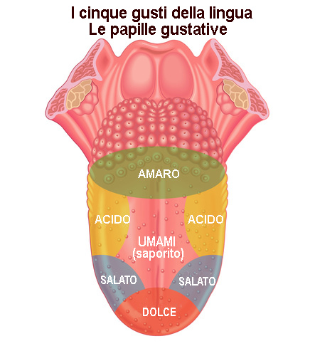 papille-gustative - Farmacia Graziani
